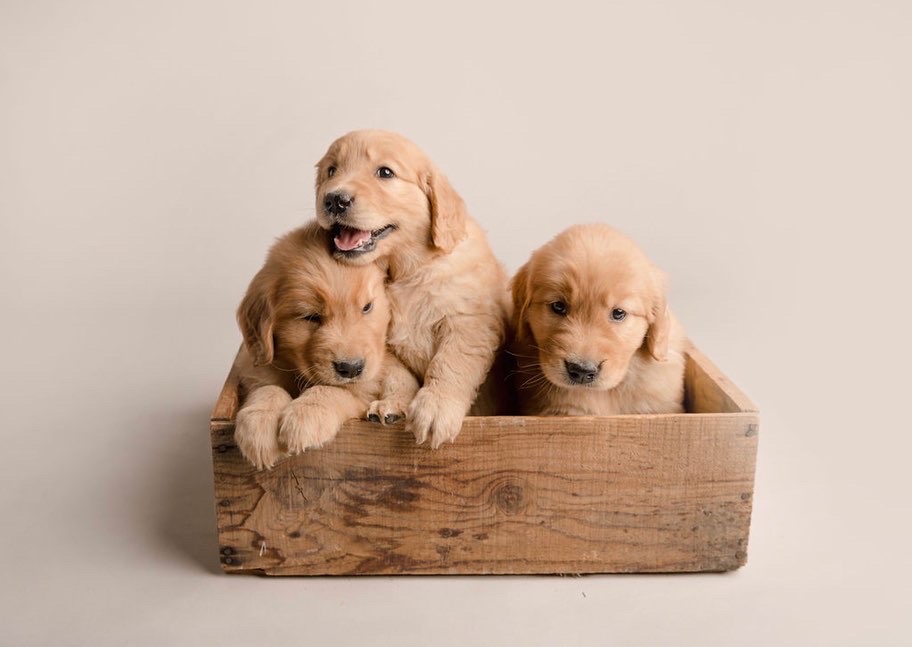 Canyon Edge Acres – AKC Golden Retrievers