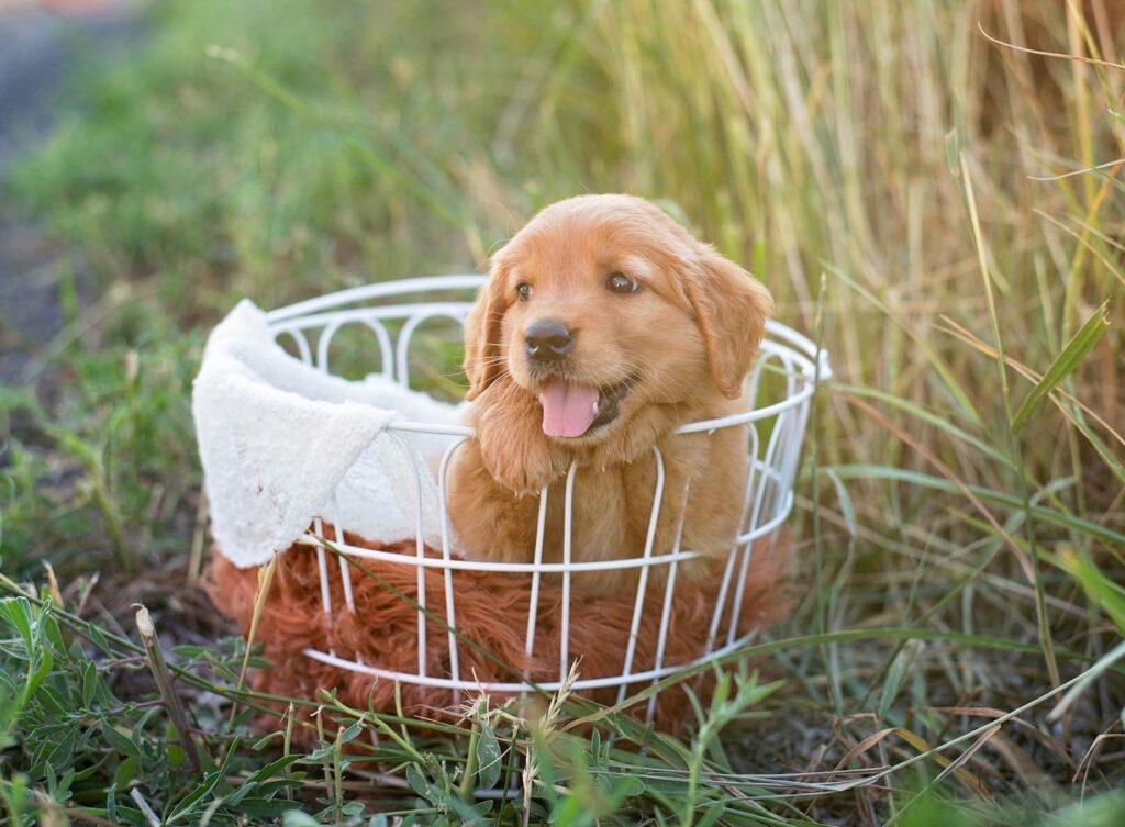 Canyon Edge Acres – AKC Golden Retrievers